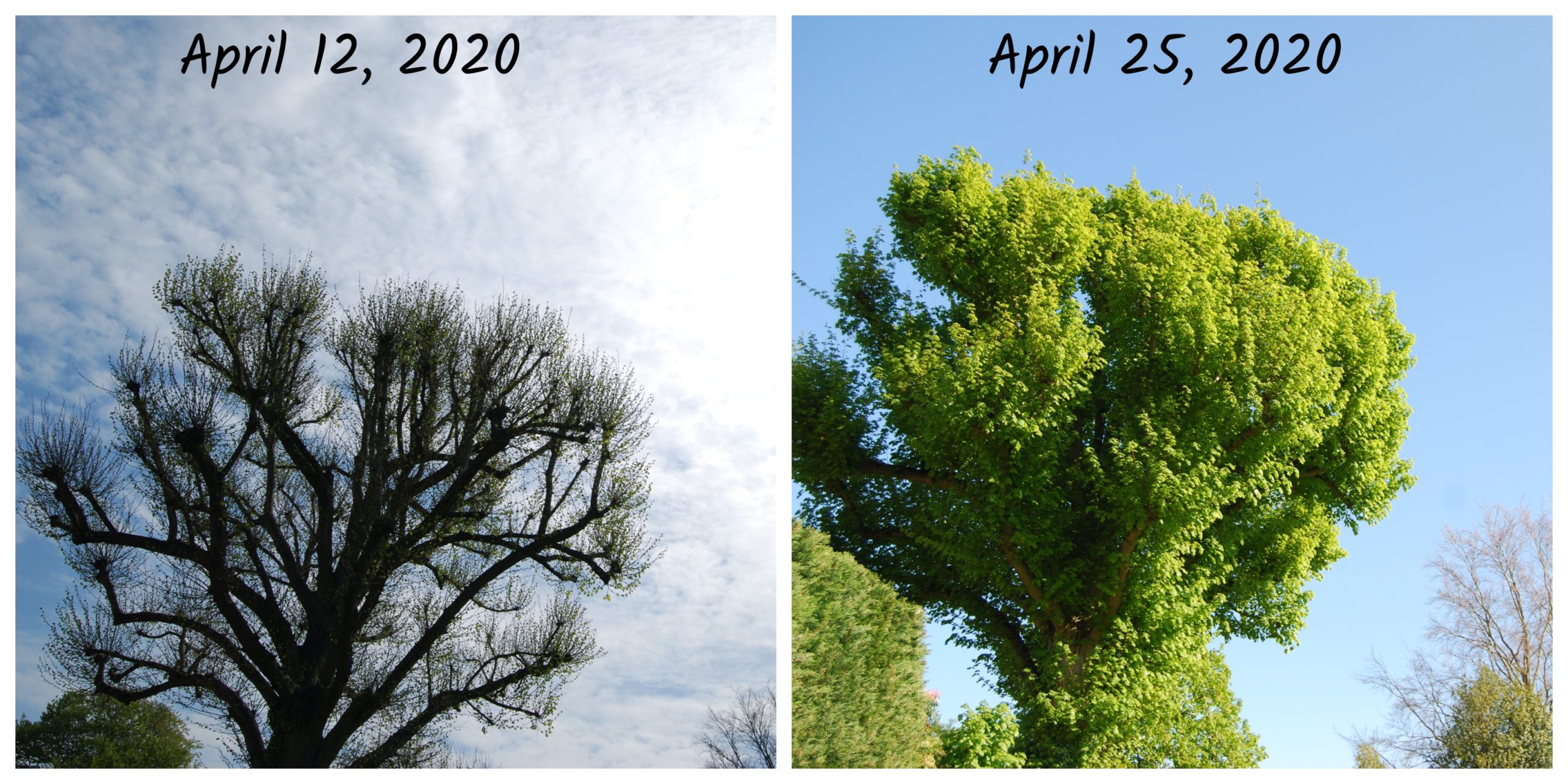 Spring 2020 – Mindful Arc
